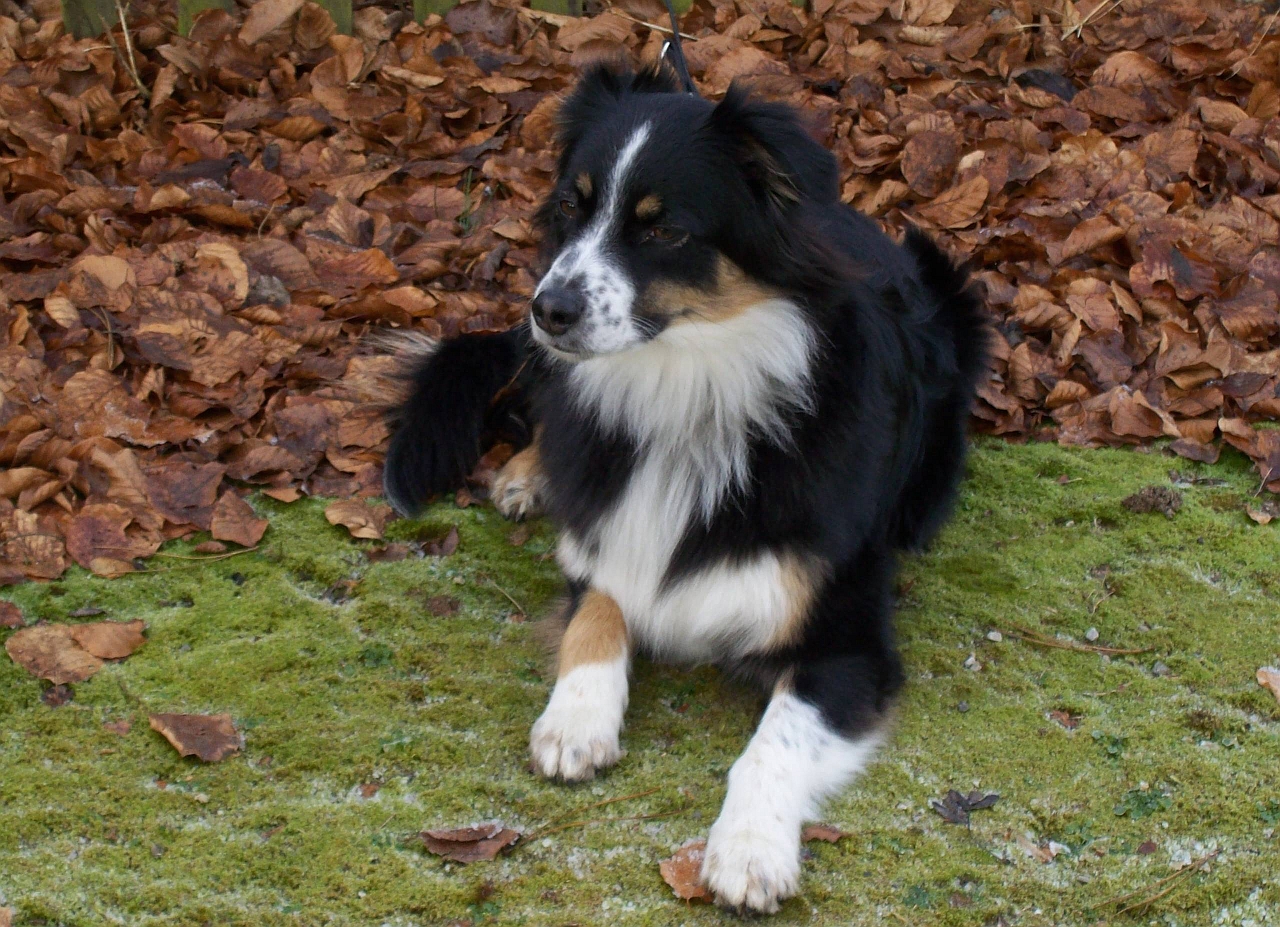 Australian Shepherd autumn photo and wallpaper. Beautiful Australian ... Australian Shepherd autumn photo and wallpaper. Beautiful Australian ...