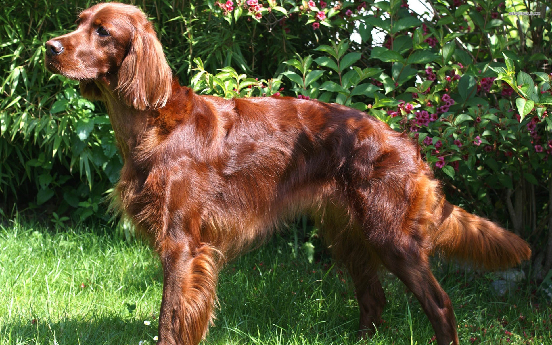 Cute Irish Setter dog photo and wallpaper. Beautiful Cute Irish Setter ... Cute Irish Setter dog photo and wallpaper. Beautiful Cute Irish Setter ...