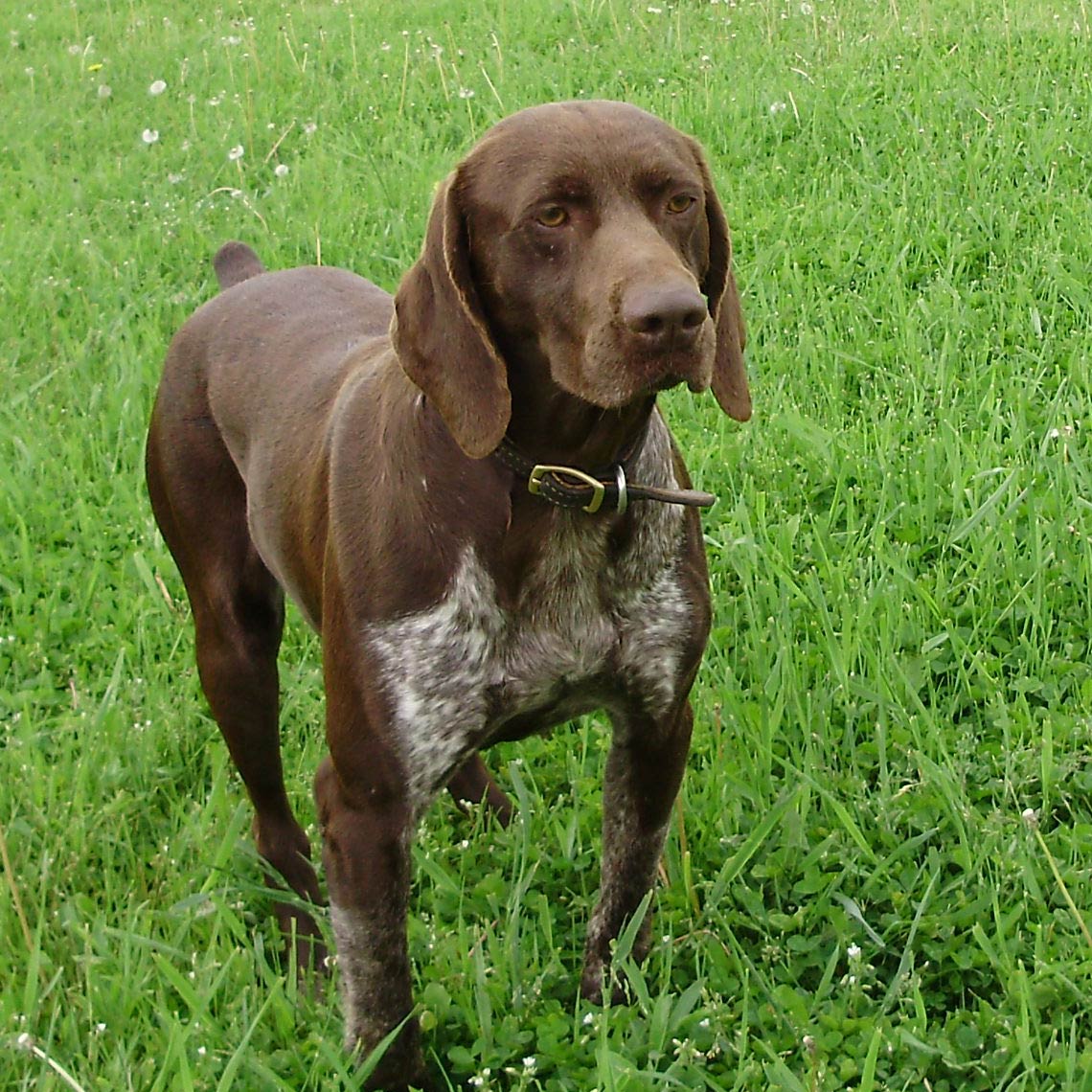 German Shorthaired Pointer Dog On The Grass Photo And Wallpaper