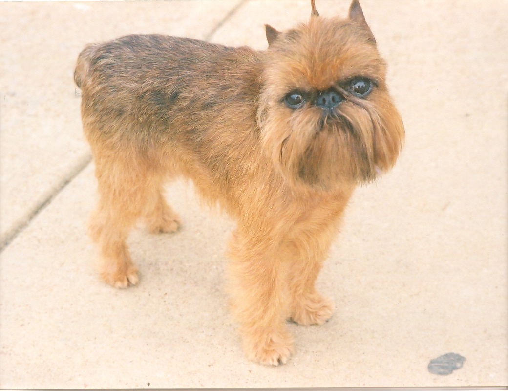 Griffon Bruxellois Photos And Wallpapers The Beautiful Griffon 