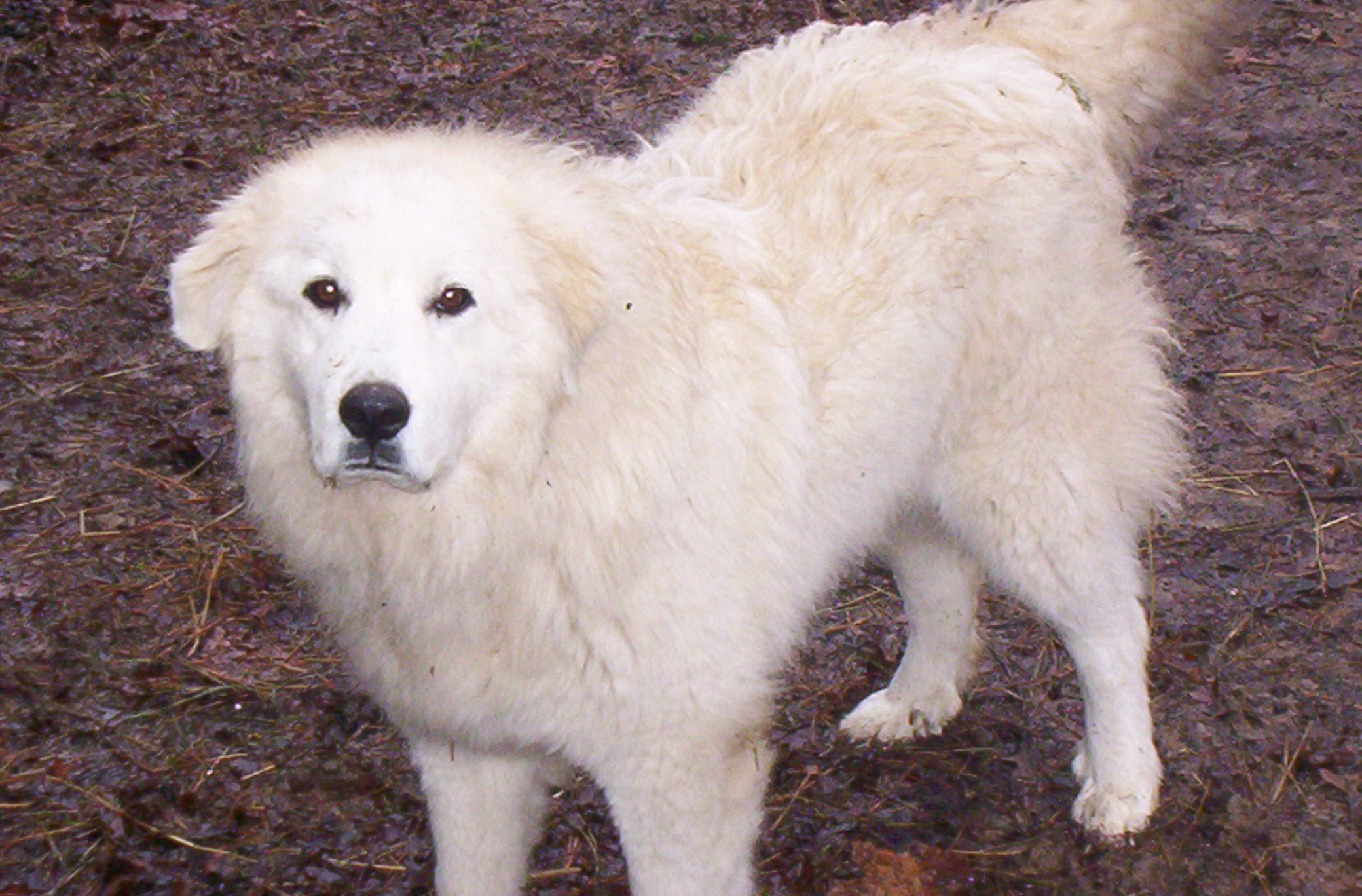 Lovely Great Pyrenees Dog Photo And Wallpaper Beautiful Lovely Great Lovely Great Pyrenees Dog Photo And Wallpaper Beautiful Lovely Great